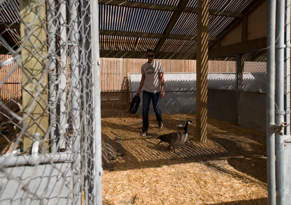 Inside the Calgary Wildlife Rehabilitation Society - Avenue Calgary