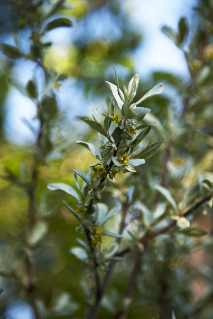 Exploring Calgary's Parks: Weaselhead Flats - Avenue Calgary