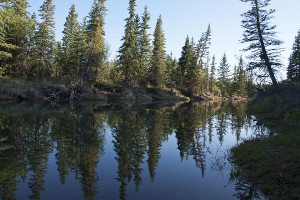 Exploring Calgary's Parks: Weaselhead Flats - Avenue Calgary