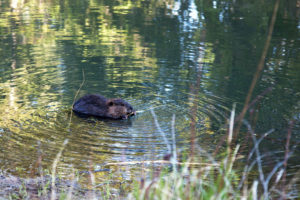 Exploring Calgary's Parks: Weaselhead Flats - Avenue Calgary