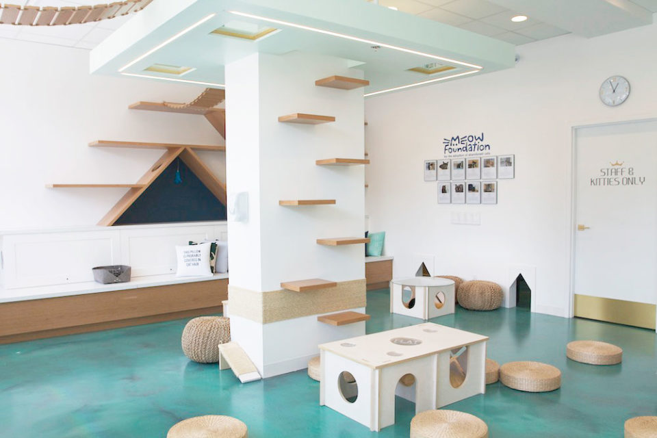 Calgary's First Cat Cafe is Purrific - Avenue Calgary