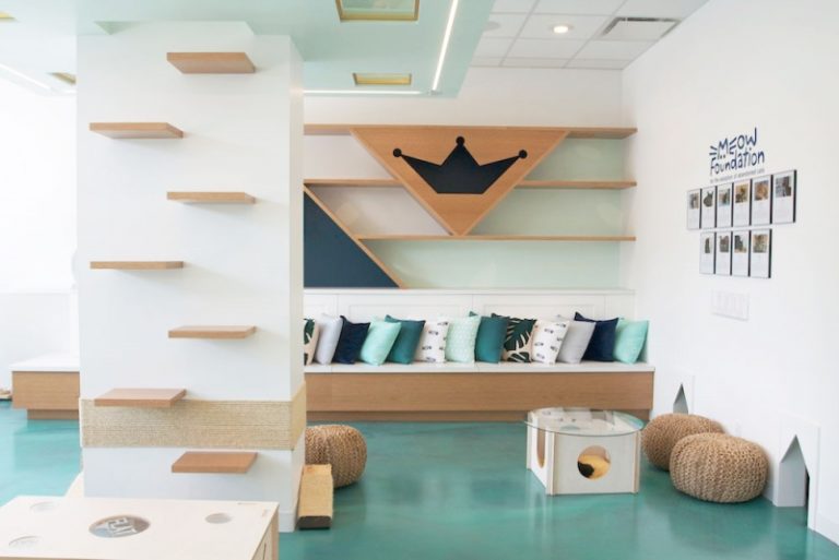 Calgary's First Cat Cafe is Purrific - Avenue Calgary