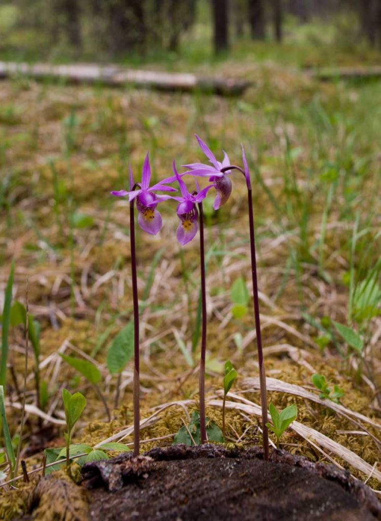 Try This Hike: Spray River Loop in Banff National Park - Avenue Calgary
