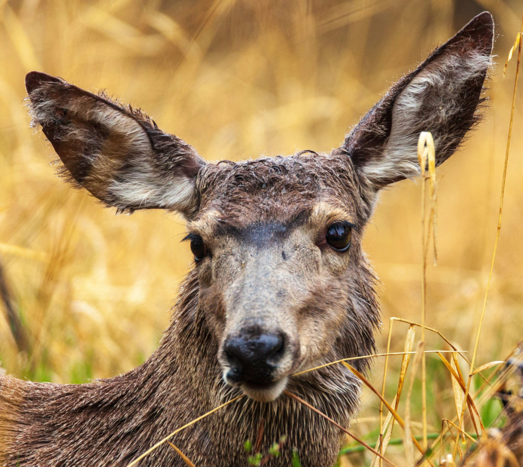 12 Incredible Photographs of Wildlife In and Around Calgary - Avenue ...
