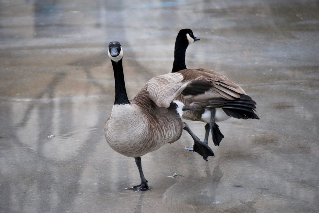 12 Incredible Photographs of Wildlife In and Around Calgary - Avenue ...