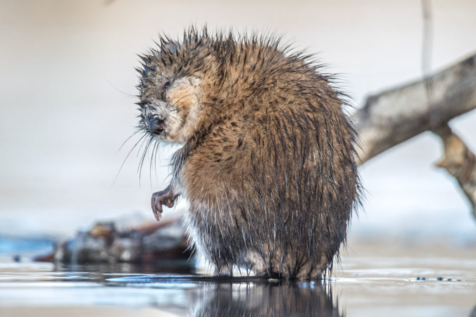 12 Incredible Photographs of Wildlife In and Around Calgary - Avenue ...