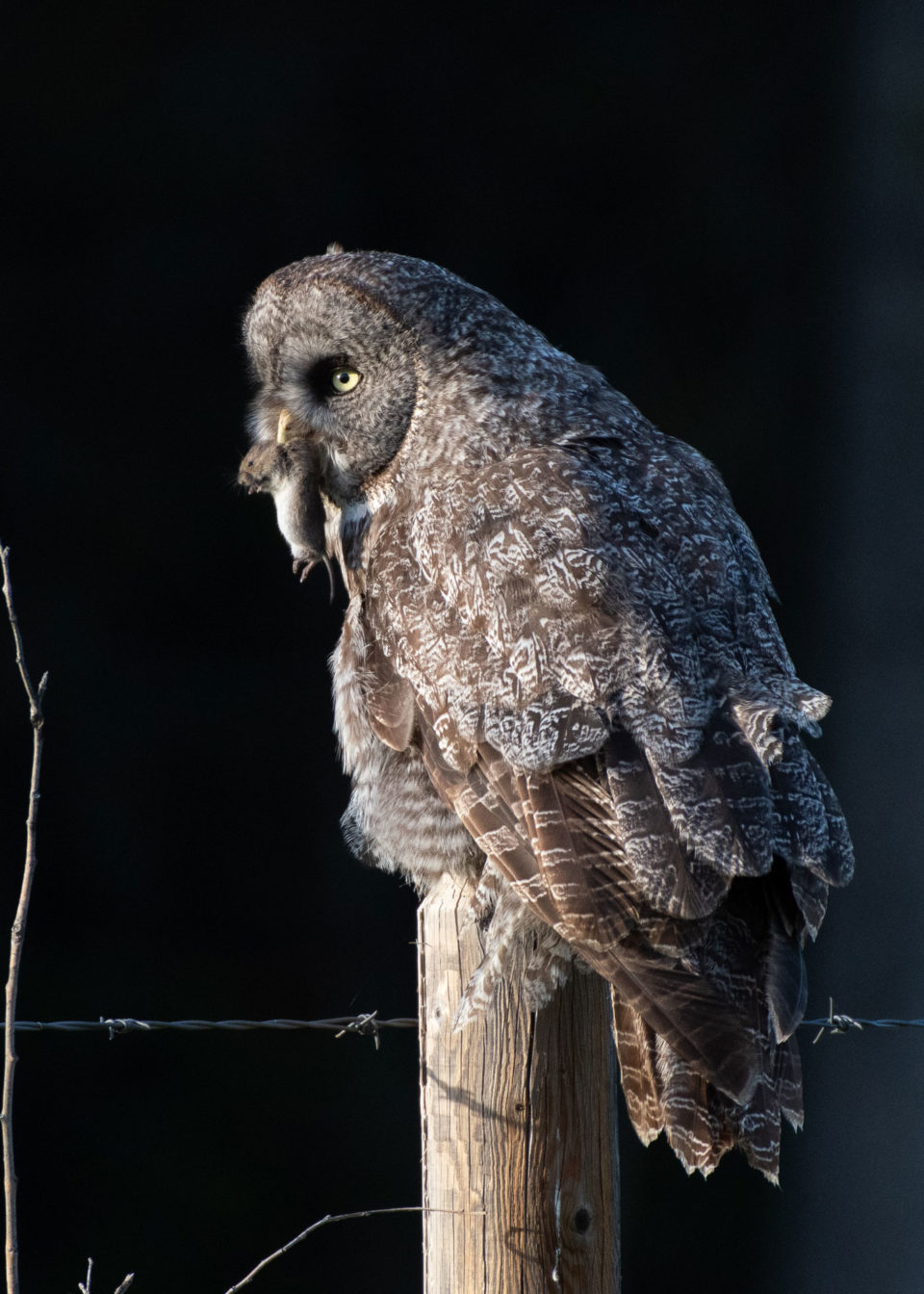 12 Incredible Photographs of Wildlife In and Around Calgary - Avenue ...