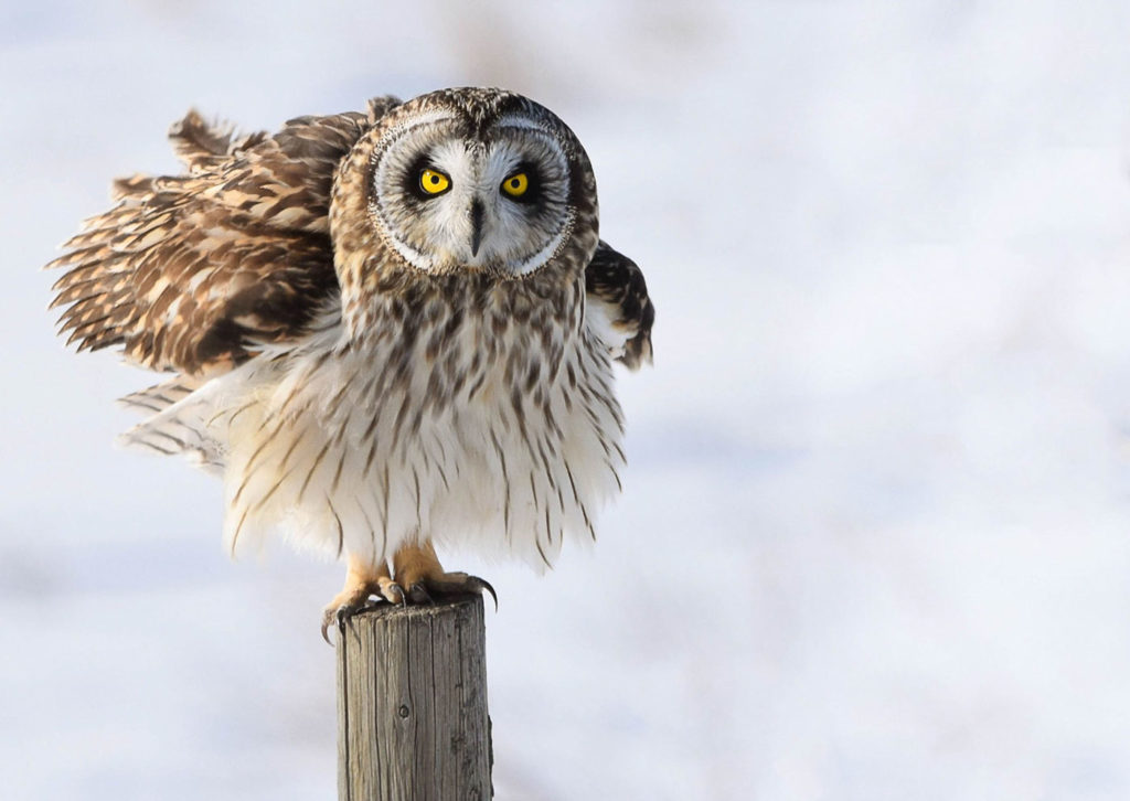 12 Incredible Photographs of Wildlife In and Around Calgary - Avenue ...