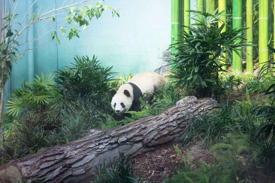 Meet the Four Giant Pandas Living in the Calgary Zoo's Panda Passage ...
