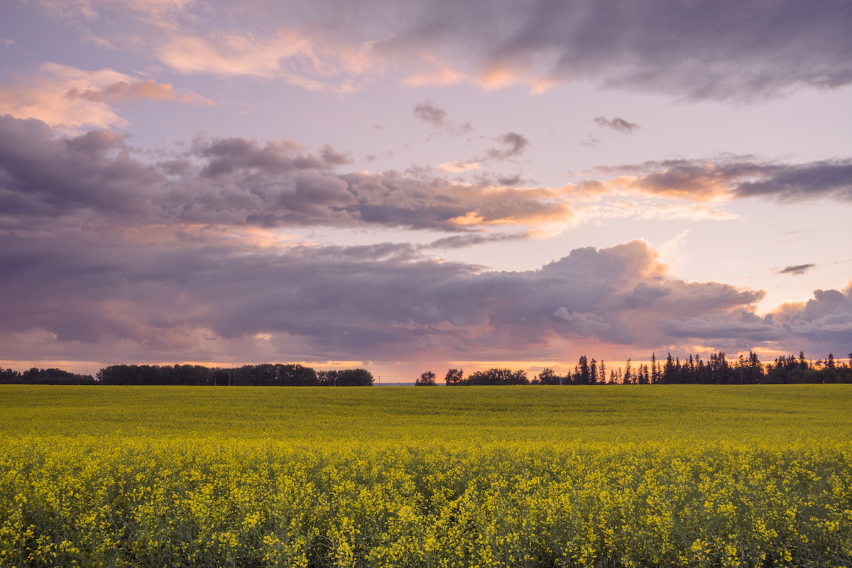 Eat North's Prairie Grid Dinner Series Returns to Calgary This Month ...