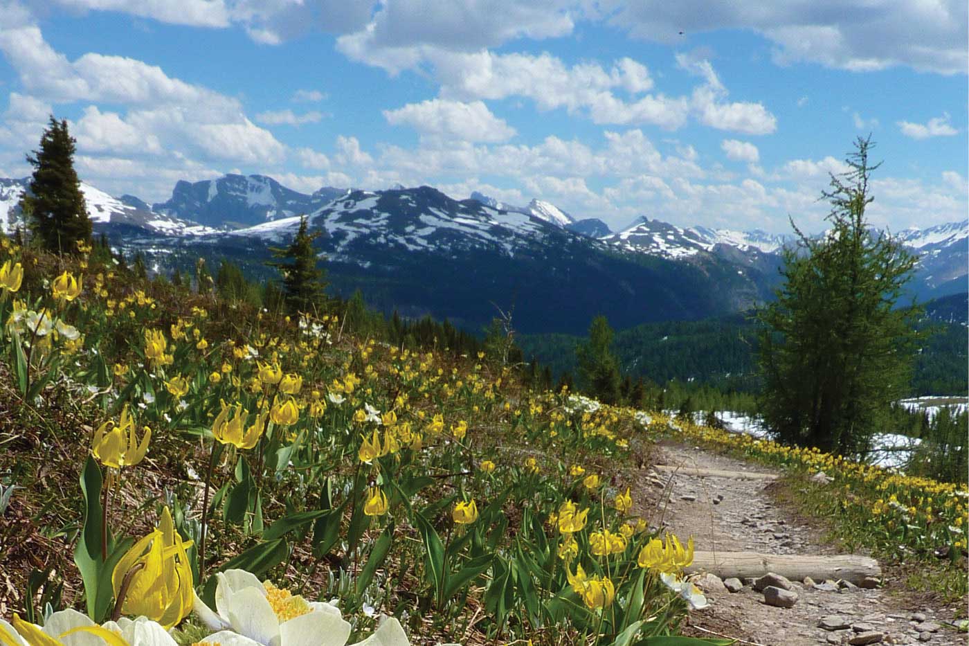 4 Wonderful Wildflower Hikes in the Mountains - Avenue Calgary