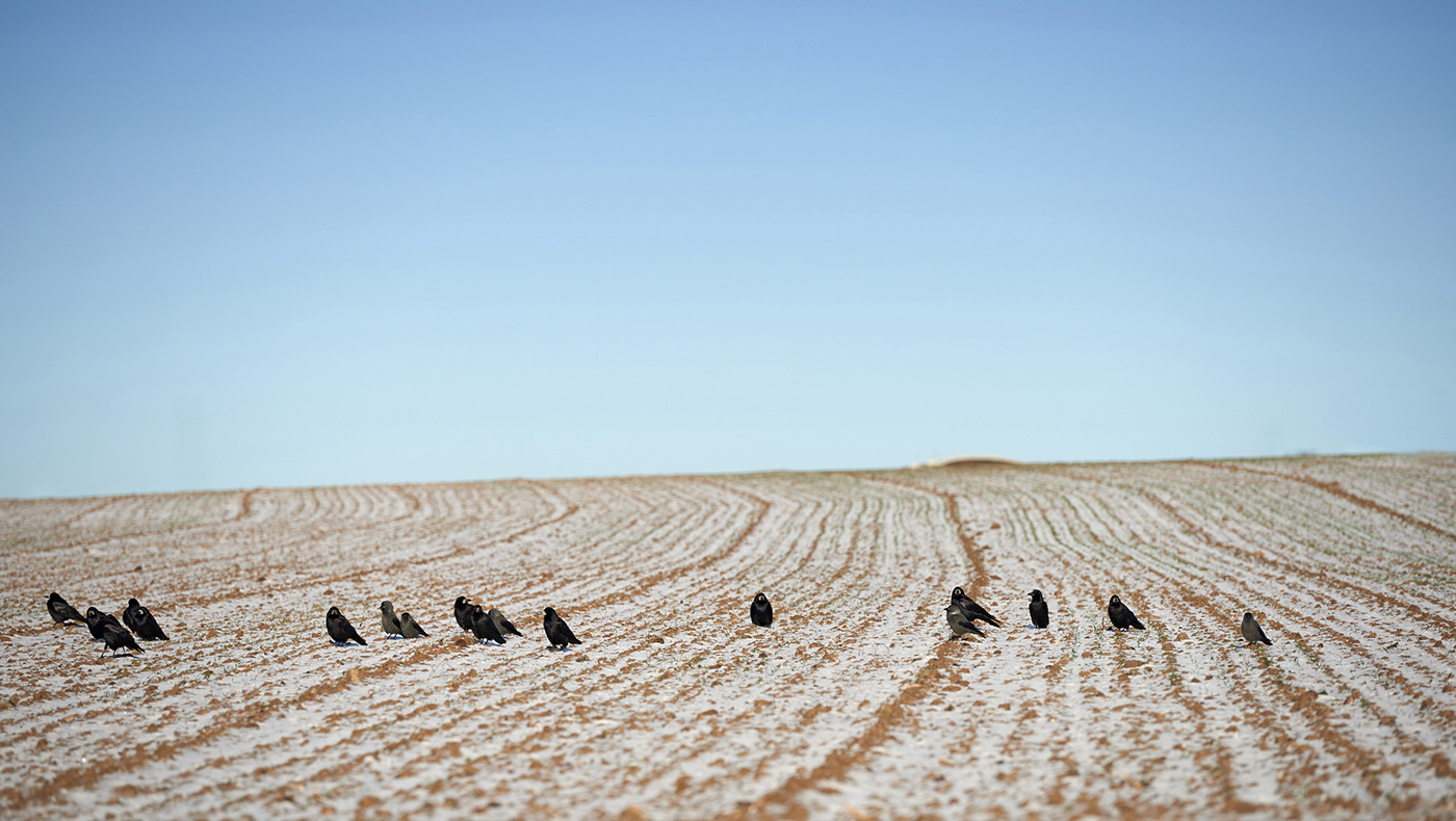 Crows in a Row Workshops Make Planning Around End-Of-Life Moments Less ...