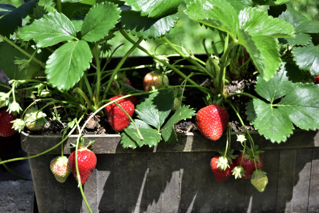 The Case For Growing Fruits, Vegetables and Herbs in Containers ...
