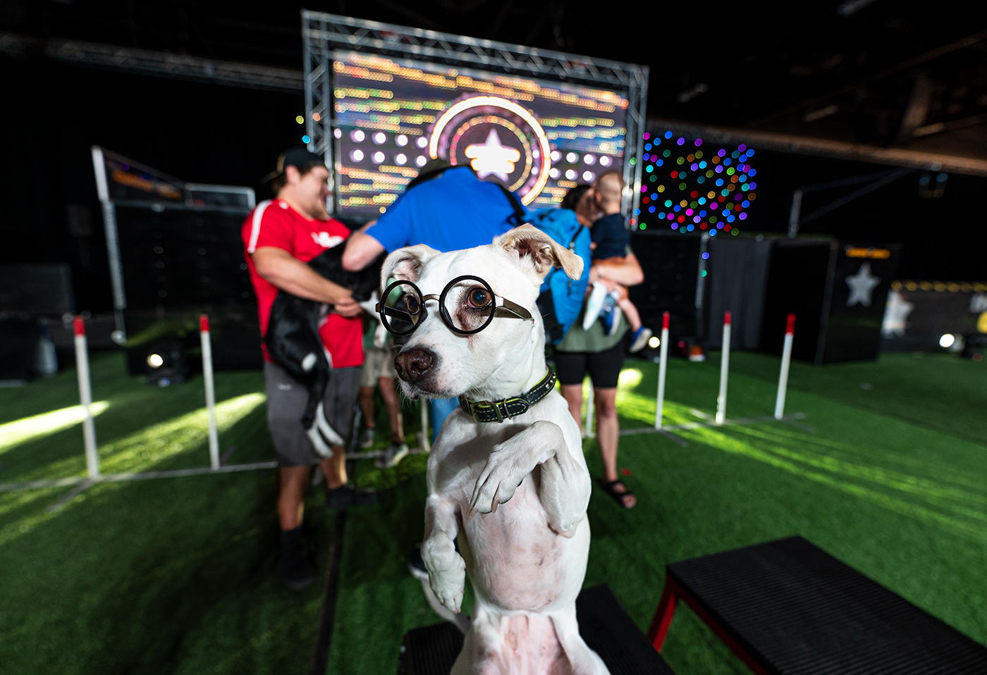 These Dog Athletes Are One of the Most Popular Attractions at the ...