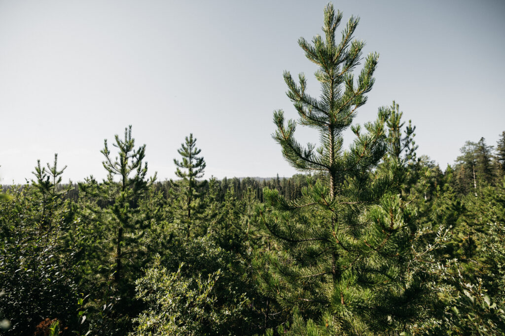 All About Alberta's Sustainable Forestry Practices — and Why That ...