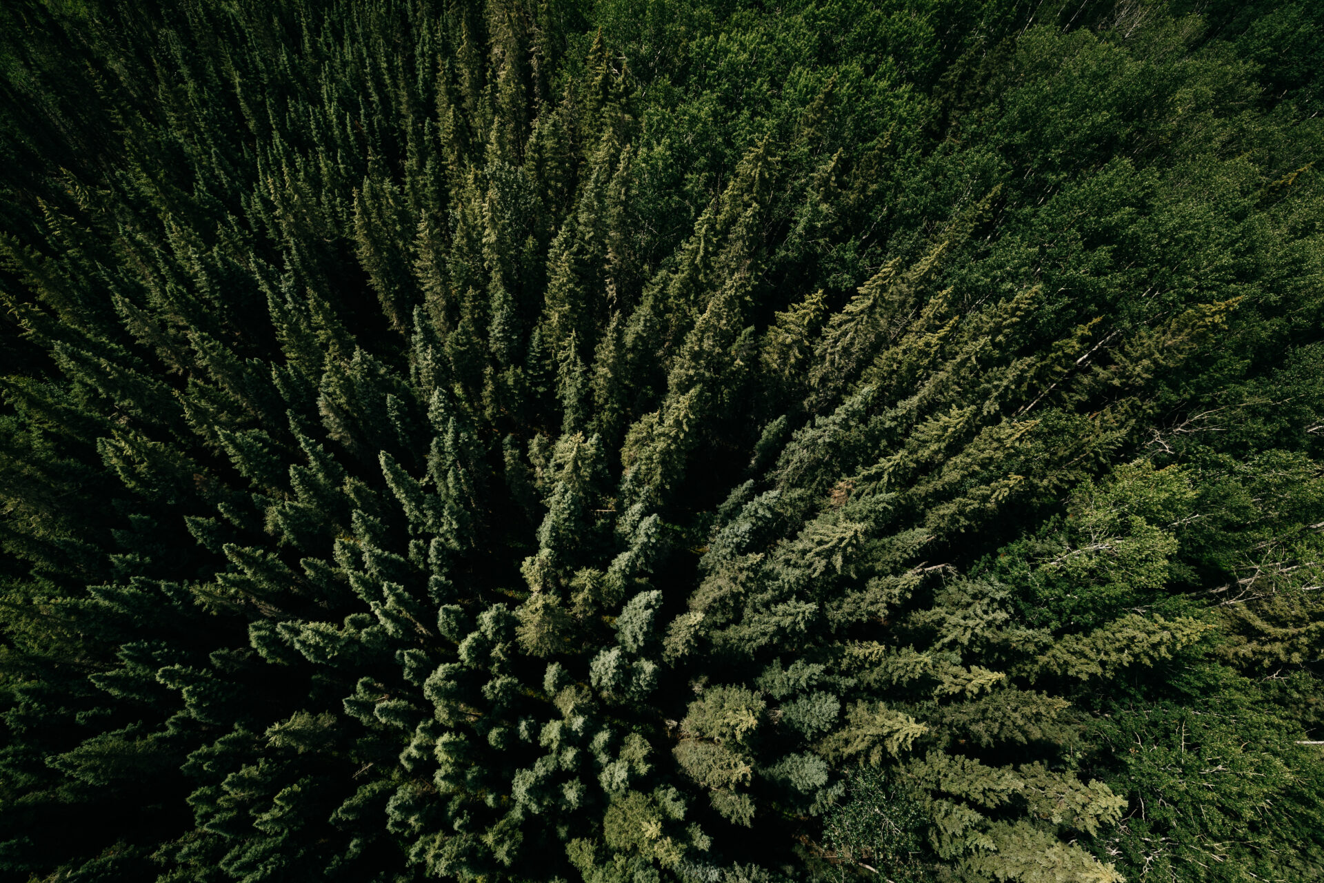 All About Alberta's Sustainable Forestry Practices — and Why That ...