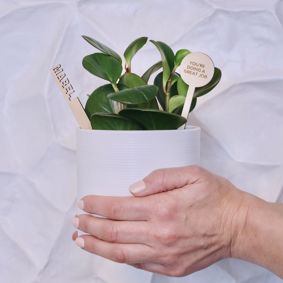 A Create-Your-Own-Plant Shop Has Opened in Southcentre Mall - Avenue ...