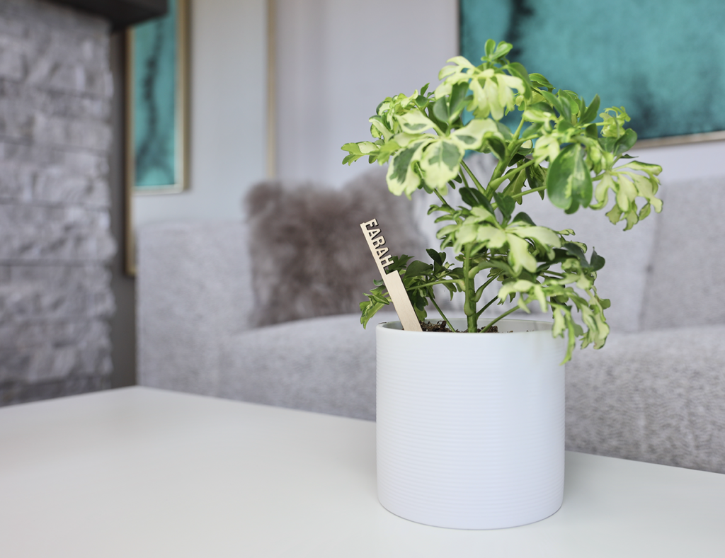 A Create-Your-Own-Plant Shop Has Opened in Southcentre Mall - Avenue ...