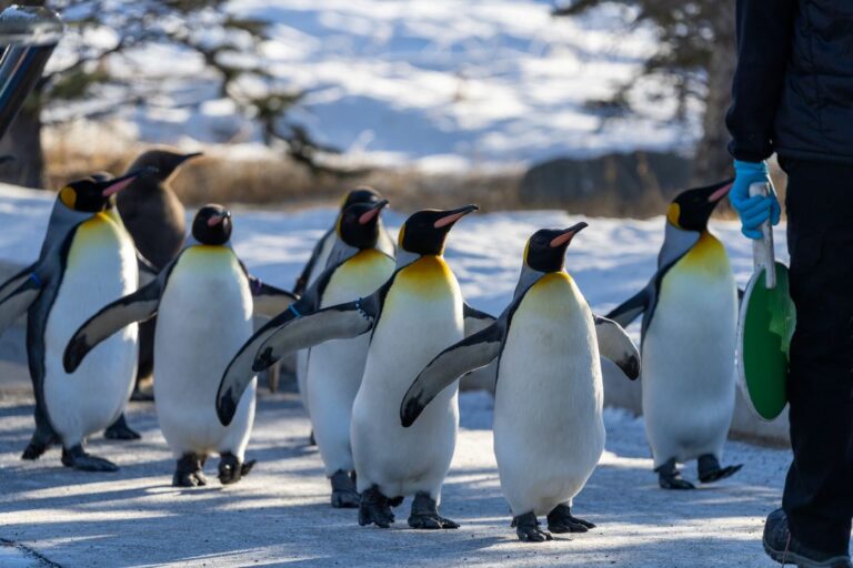 Watch a King Penguin Colony Waddle Around the Wilder Institute/Calgary ...