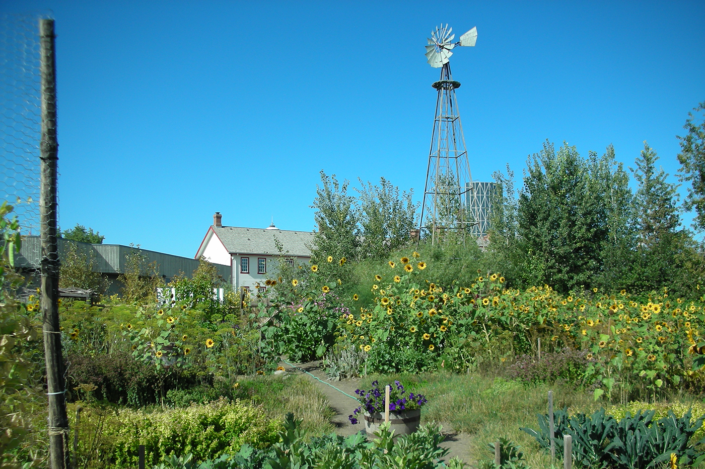 The Fort Calgary Community Garden Returns this Spring (and is Looking ...