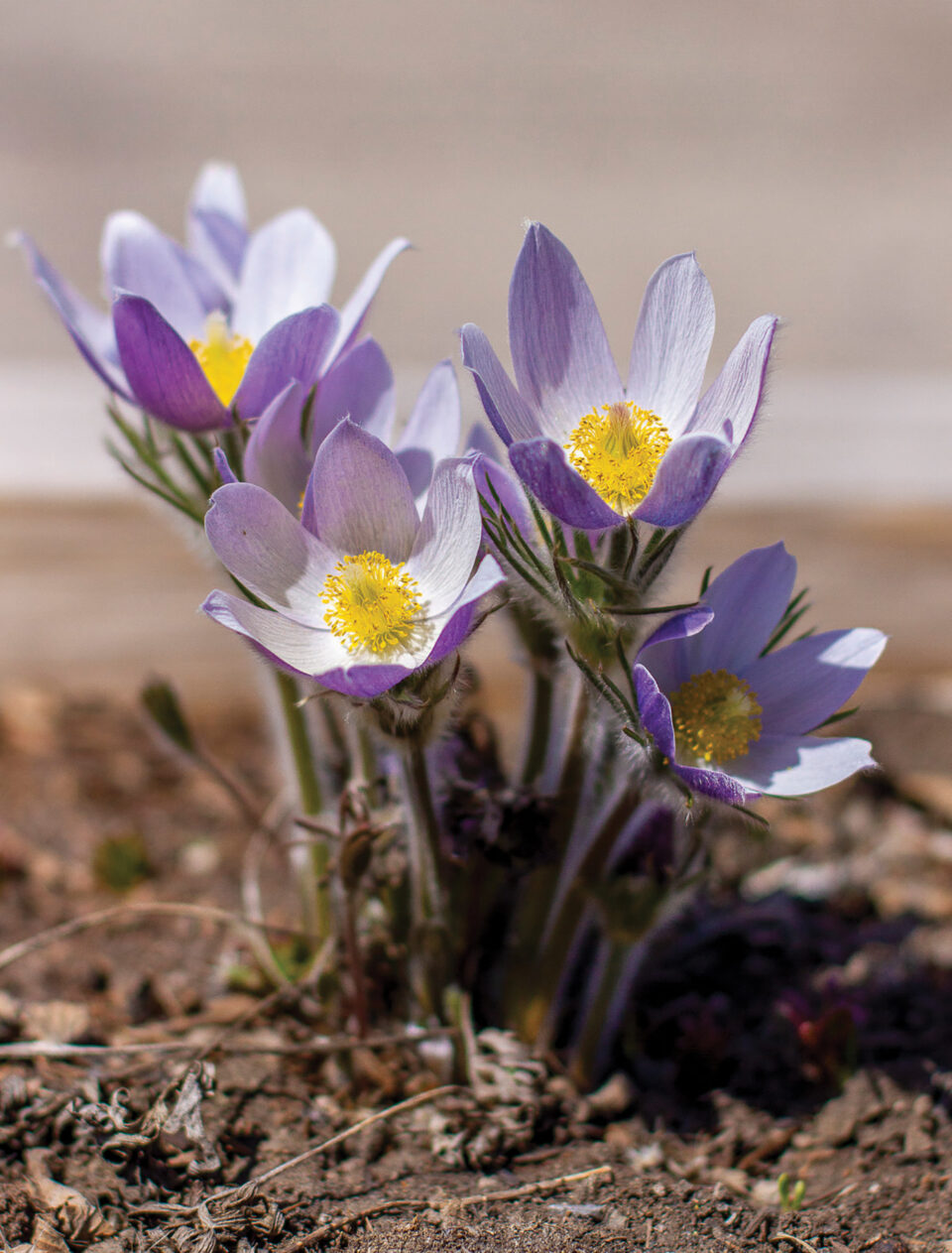 Spring Has Sprung: 3 Calgary Flowers to Look Out for This Season ...