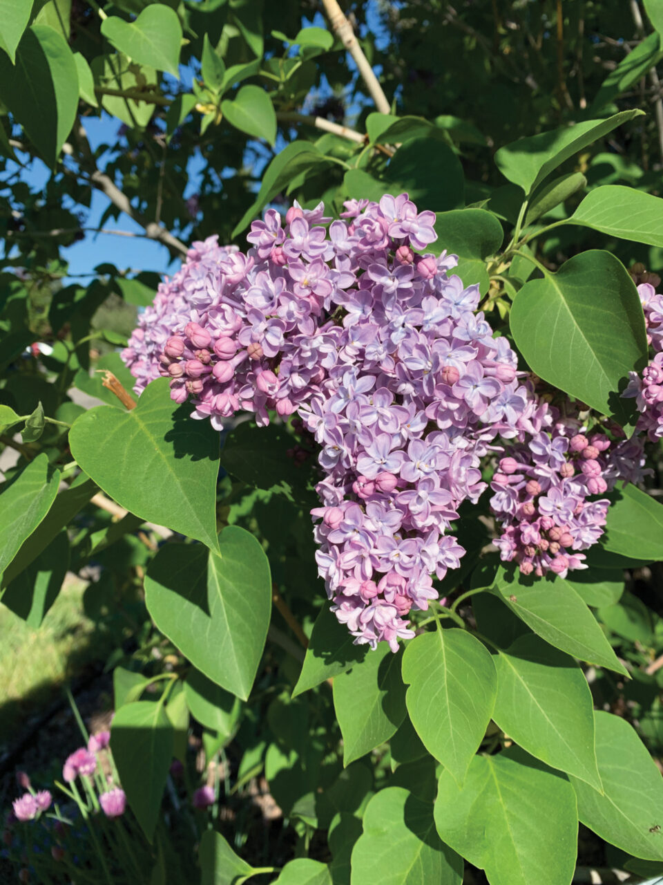 Spring Has Sprung: 3 Calgary Flowers to Look Out for This Season ...