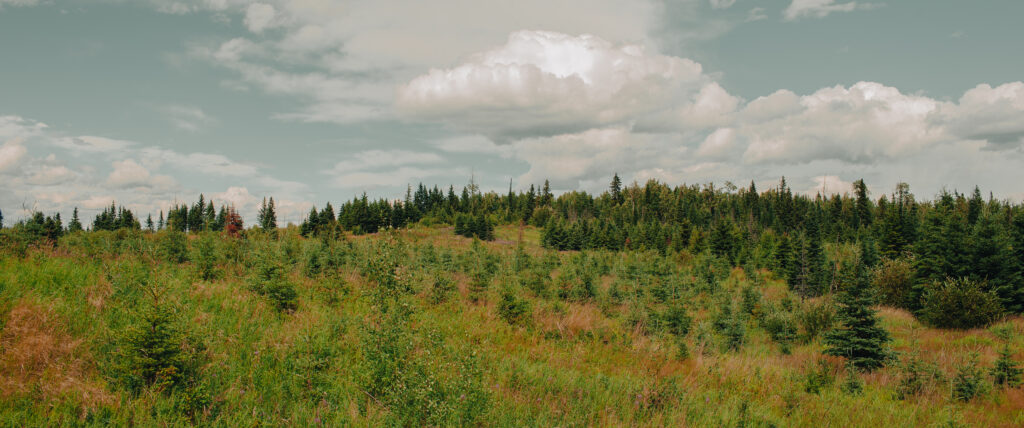Caring for Alberta’s Forests - Avenue Calgary