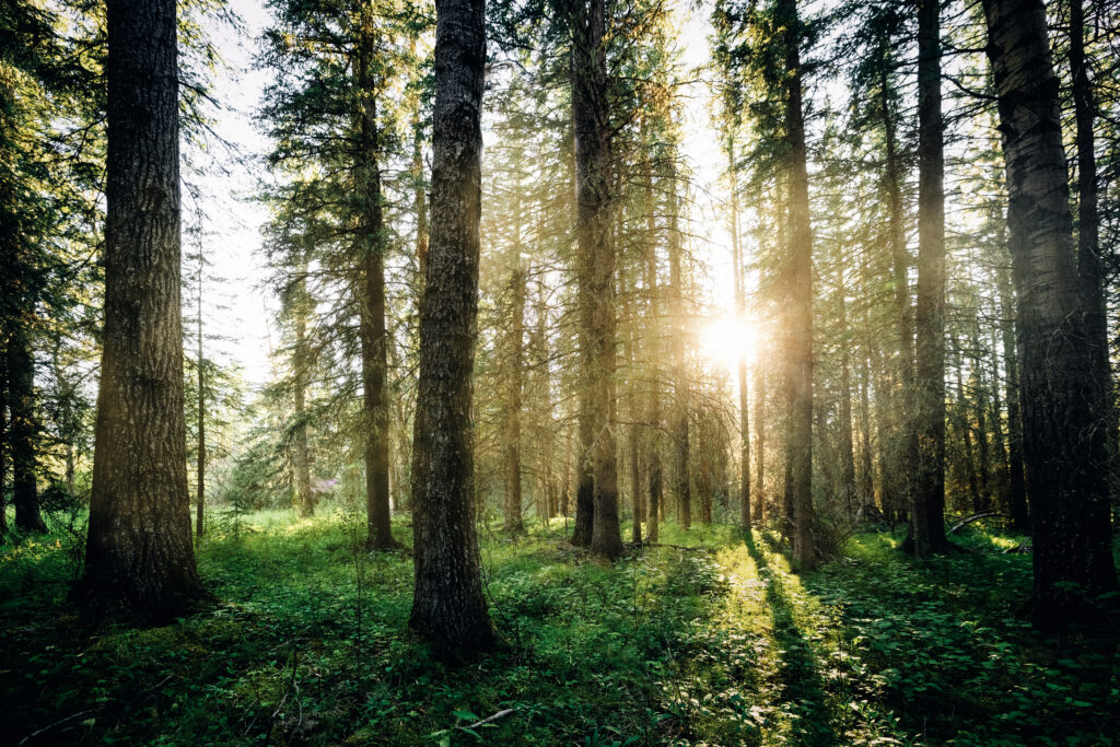 Caring for Alberta’s Forests - Avenue Calgary