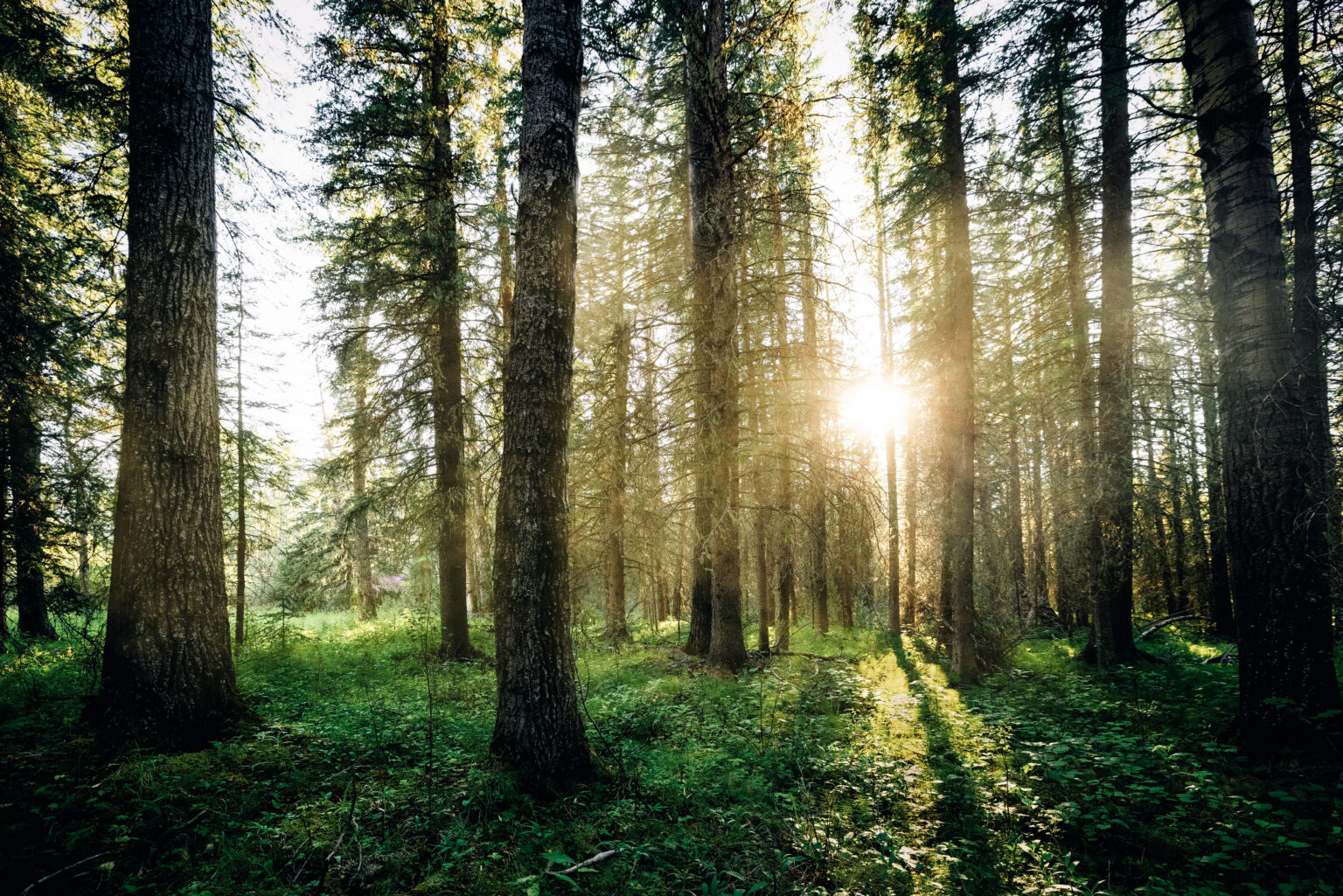 Caring for Alberta’s Forests - Avenue Calgary