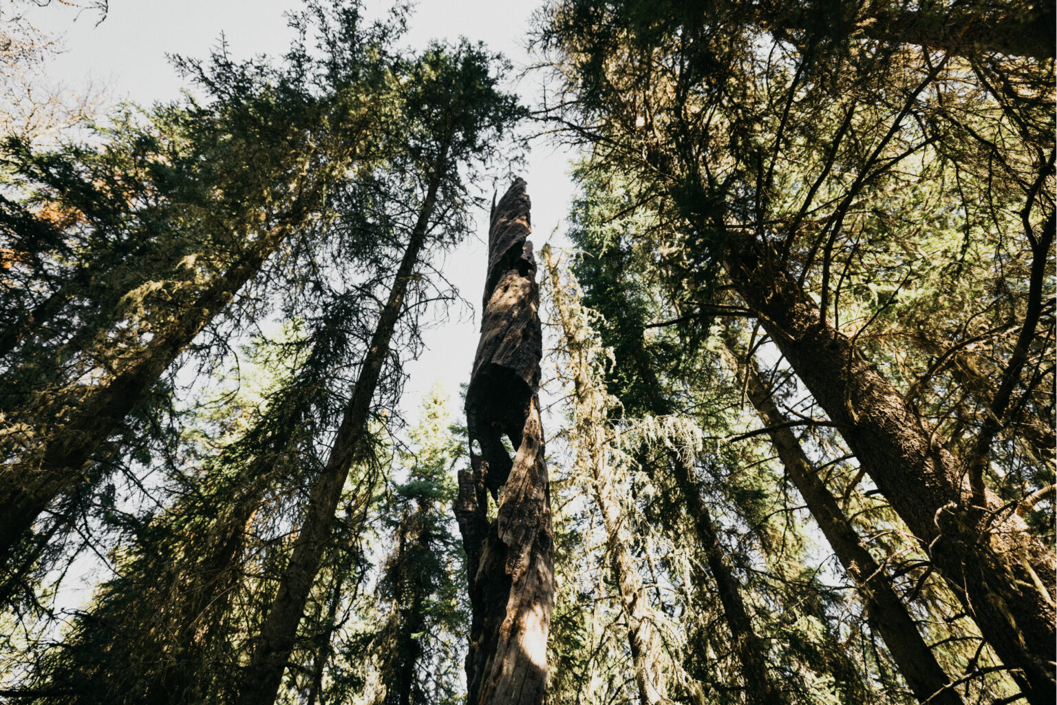 Ensuring Alberta’s Forests Thrive - Avenue Calgary