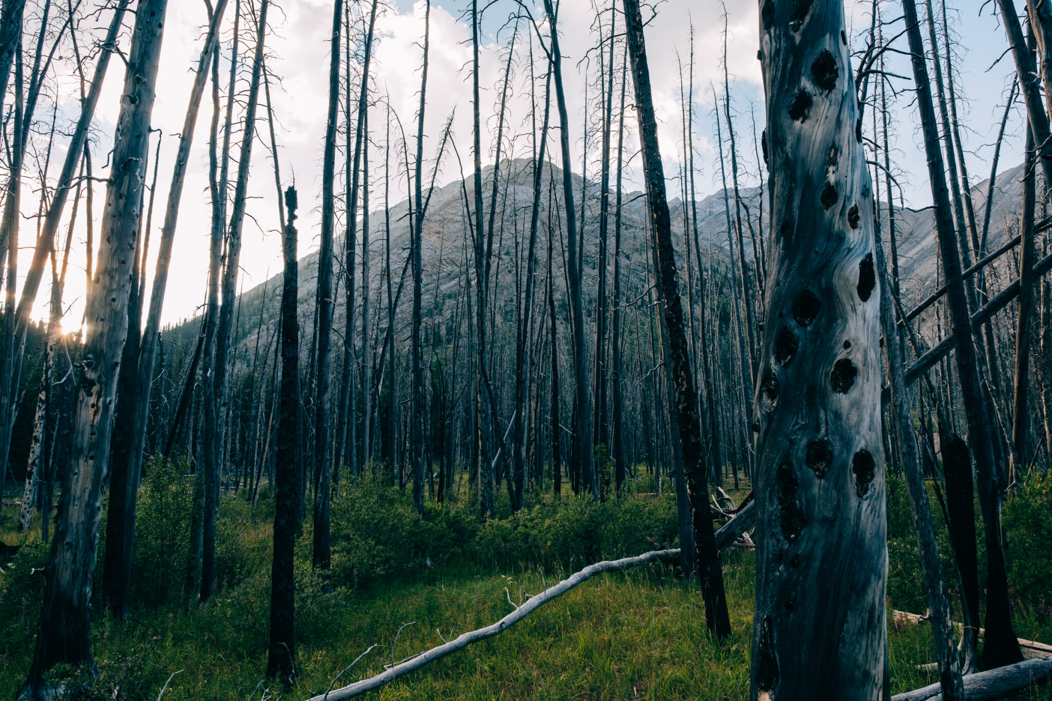Ensuring Alberta’s Forests Thrive - Avenue Calgary