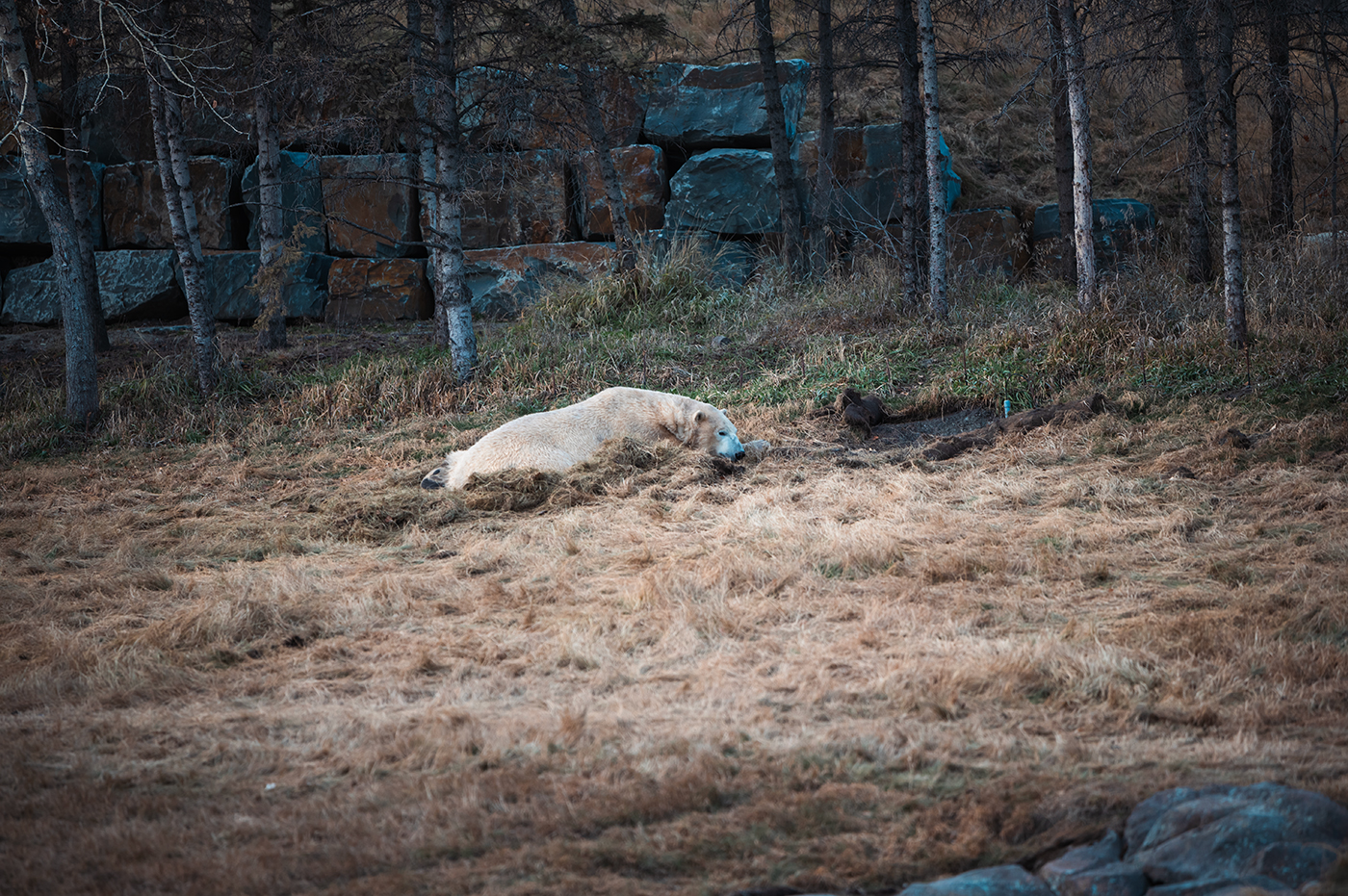 Inside the Redeveloped Wild Canada Zone at the Wilder Institute/Calgary ...