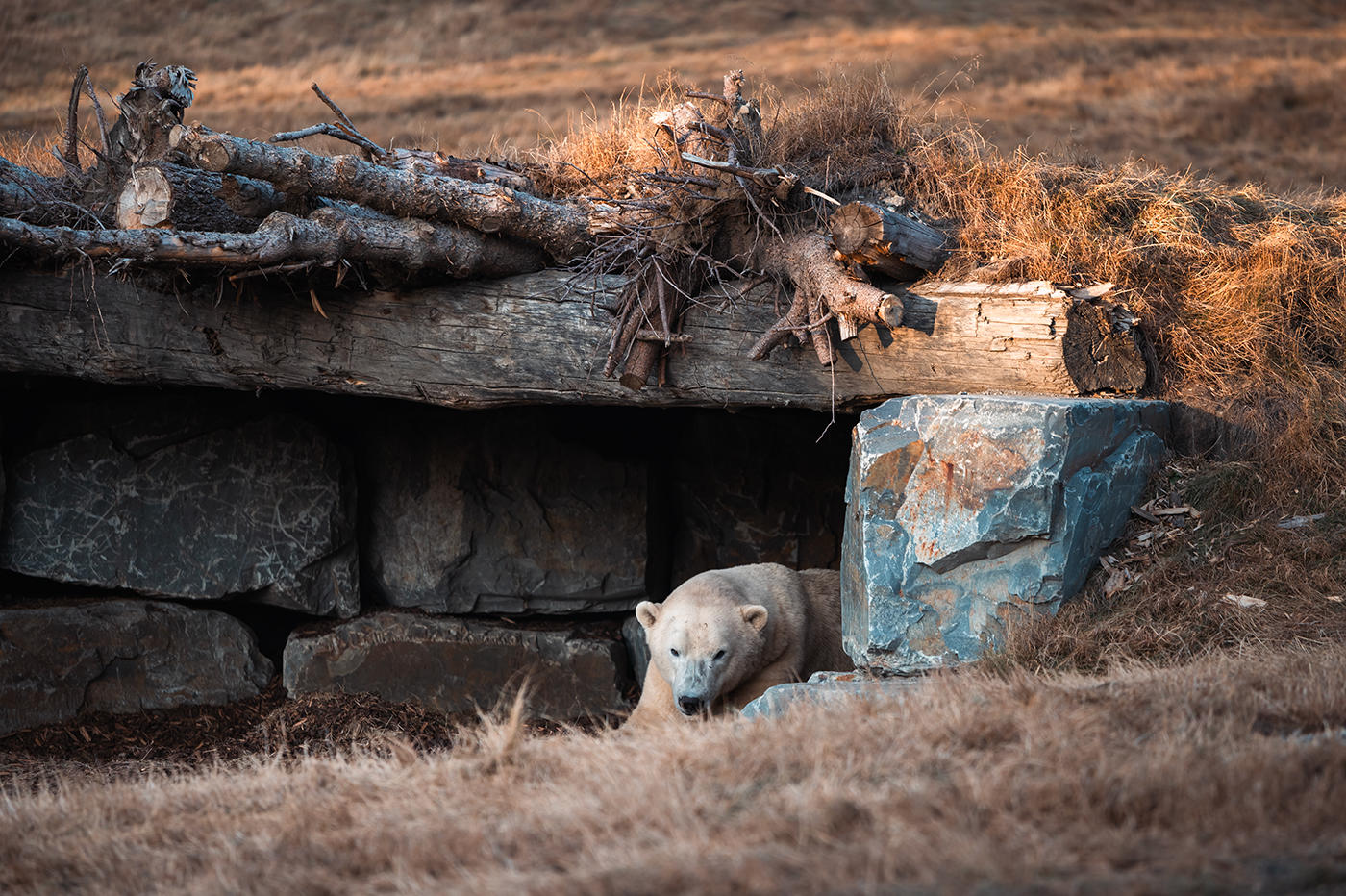 Inside the Redeveloped Wild Canada Zone at the Wilder Institute/Calgary ...