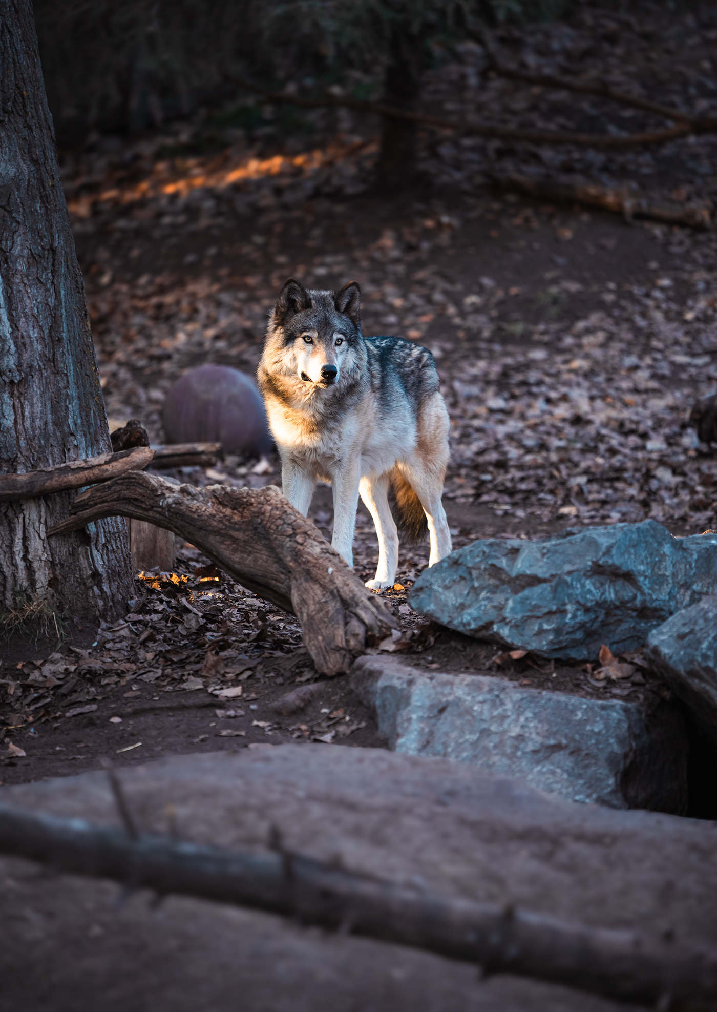 Inside the Redeveloped Wild Canada Zone at the Wilder Institute/Calgary ...
