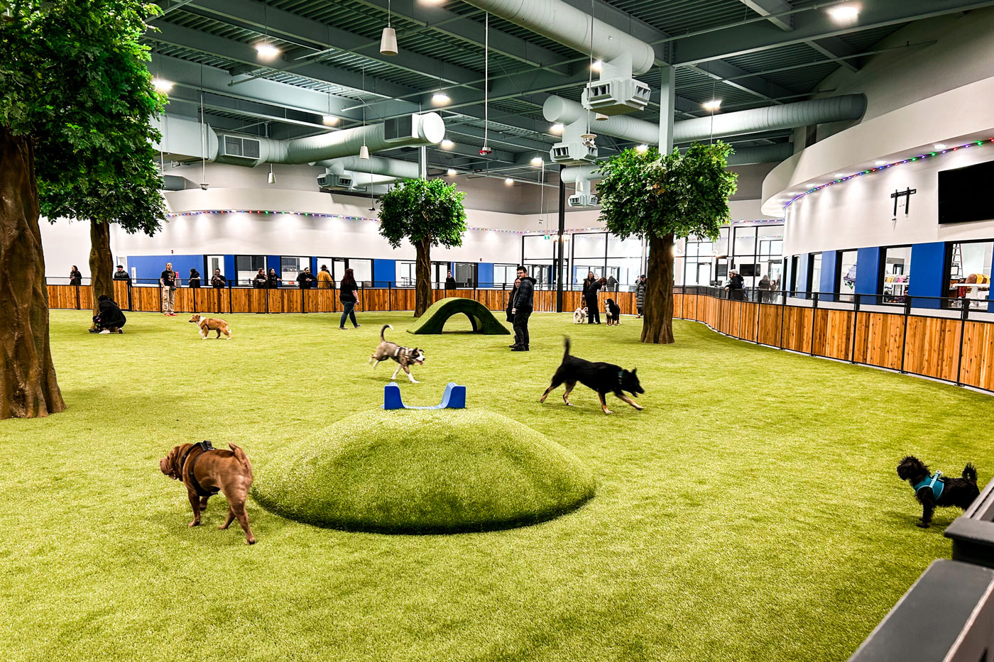 This New Pet Facility Has a Huge Indoor Dog Park - Avenue Calgary