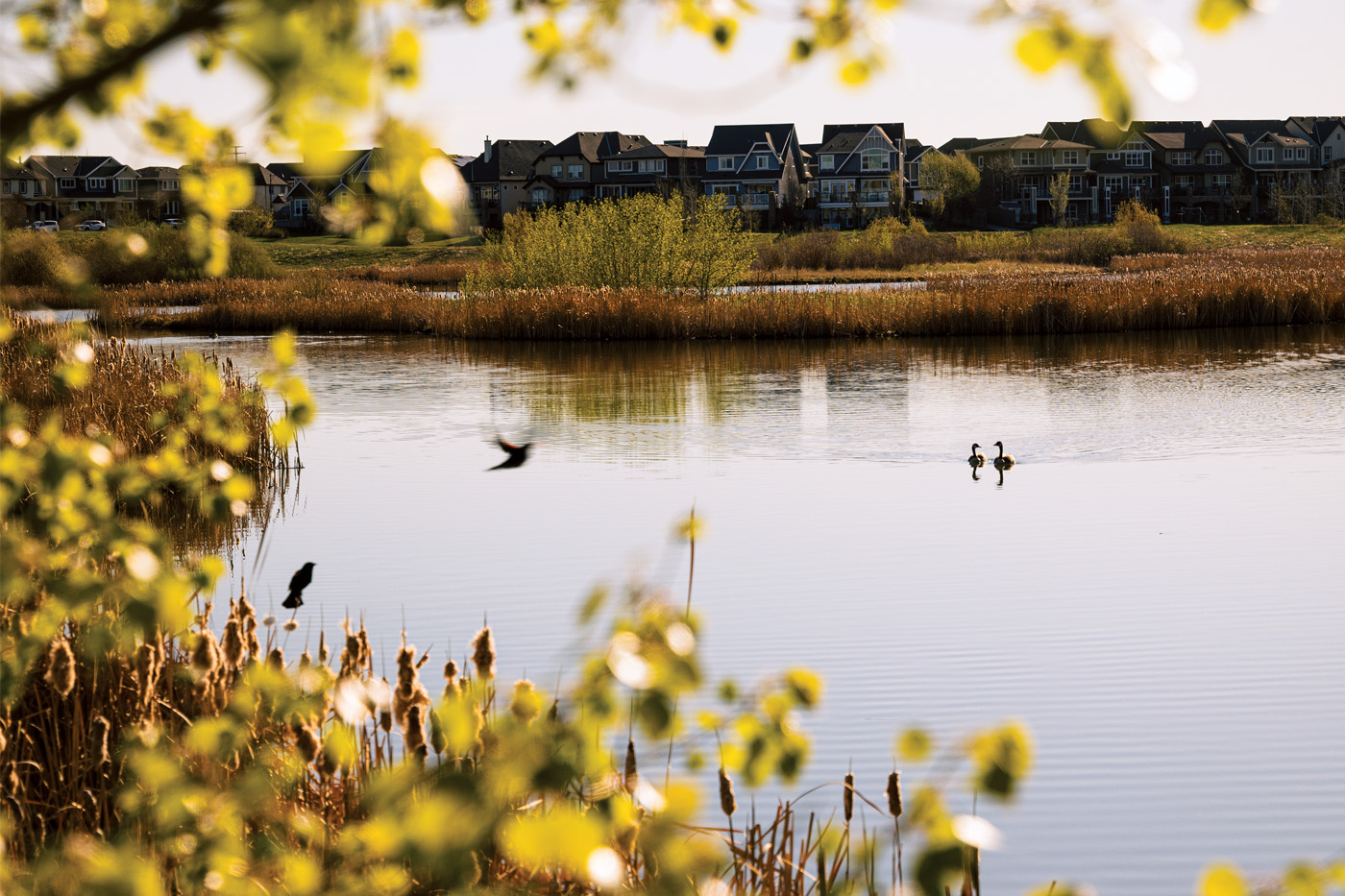 Why Mahogany is One of Calgary's Best Neighbourhoods 2025 - Avenue Calgary