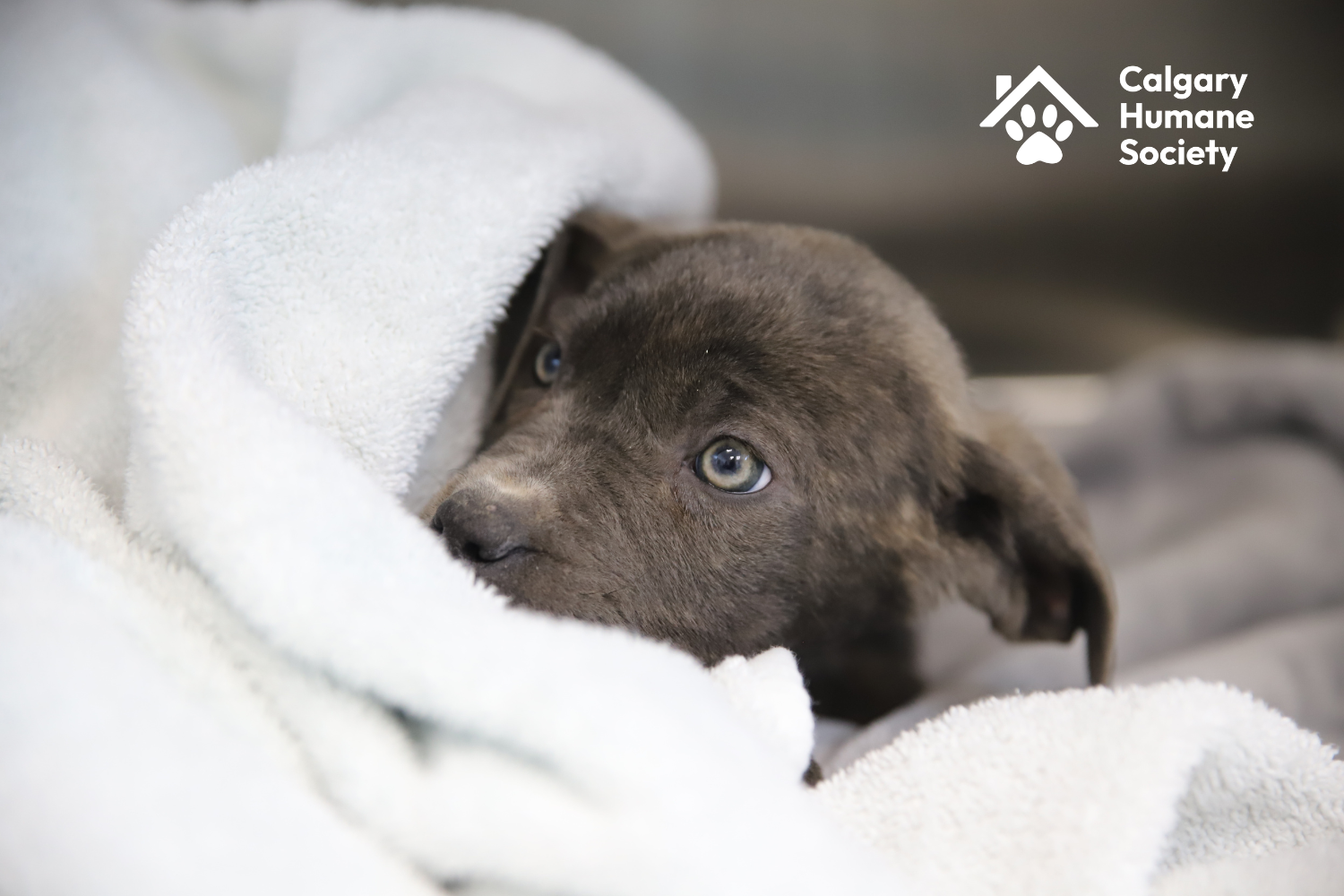 Animal Protection Act of Alberta Changes Are Coming - Avenue Calgary