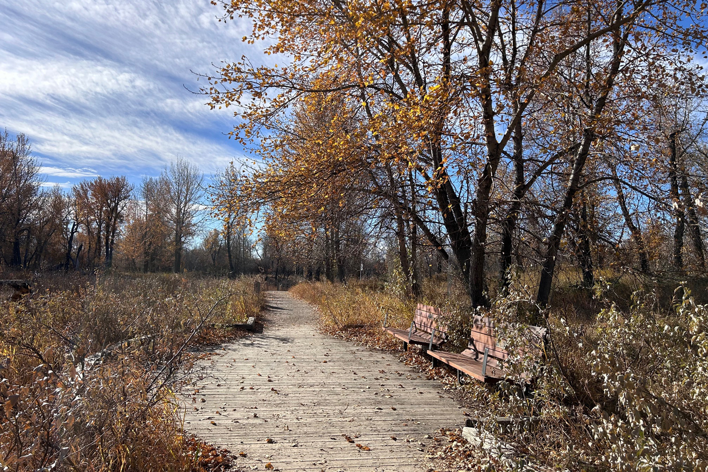 3 Things You Should Know About Calgary’s First Forest Bathing Trail ...