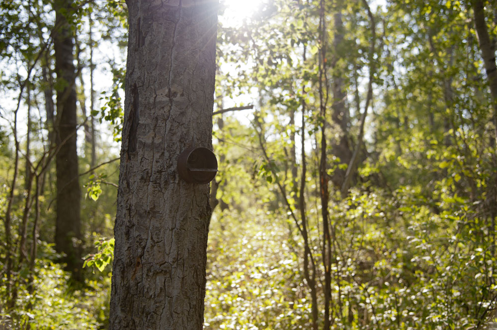 Exploring Calgary's Parks: Weaselhead Flats - Avenue Calgary